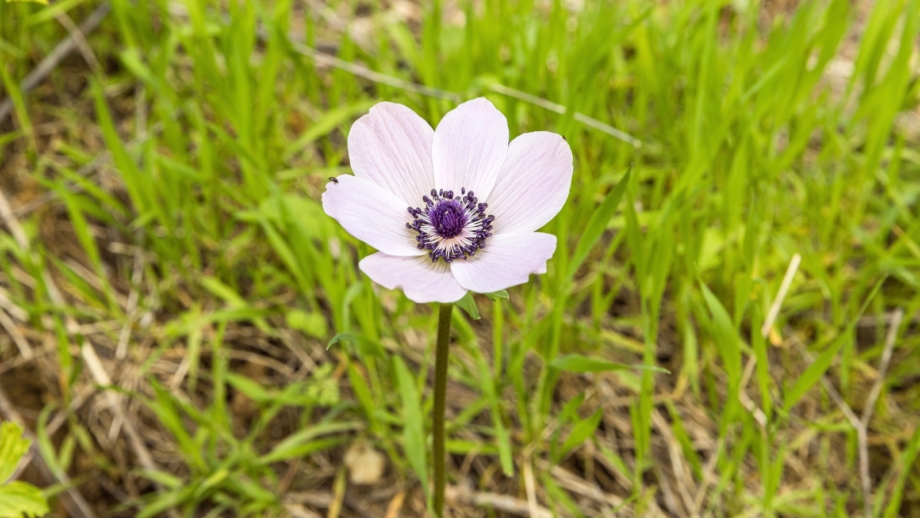 13 Anemone Varieties to Plant in October