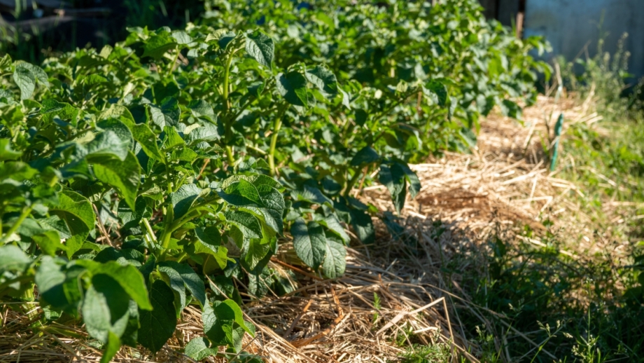 13 Ways to Use Your Grass Clippings in the Garden