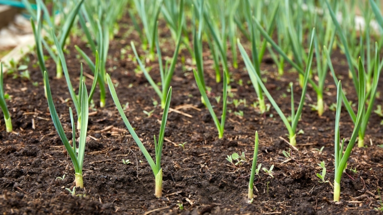 17 Crops You Can Plant in October
