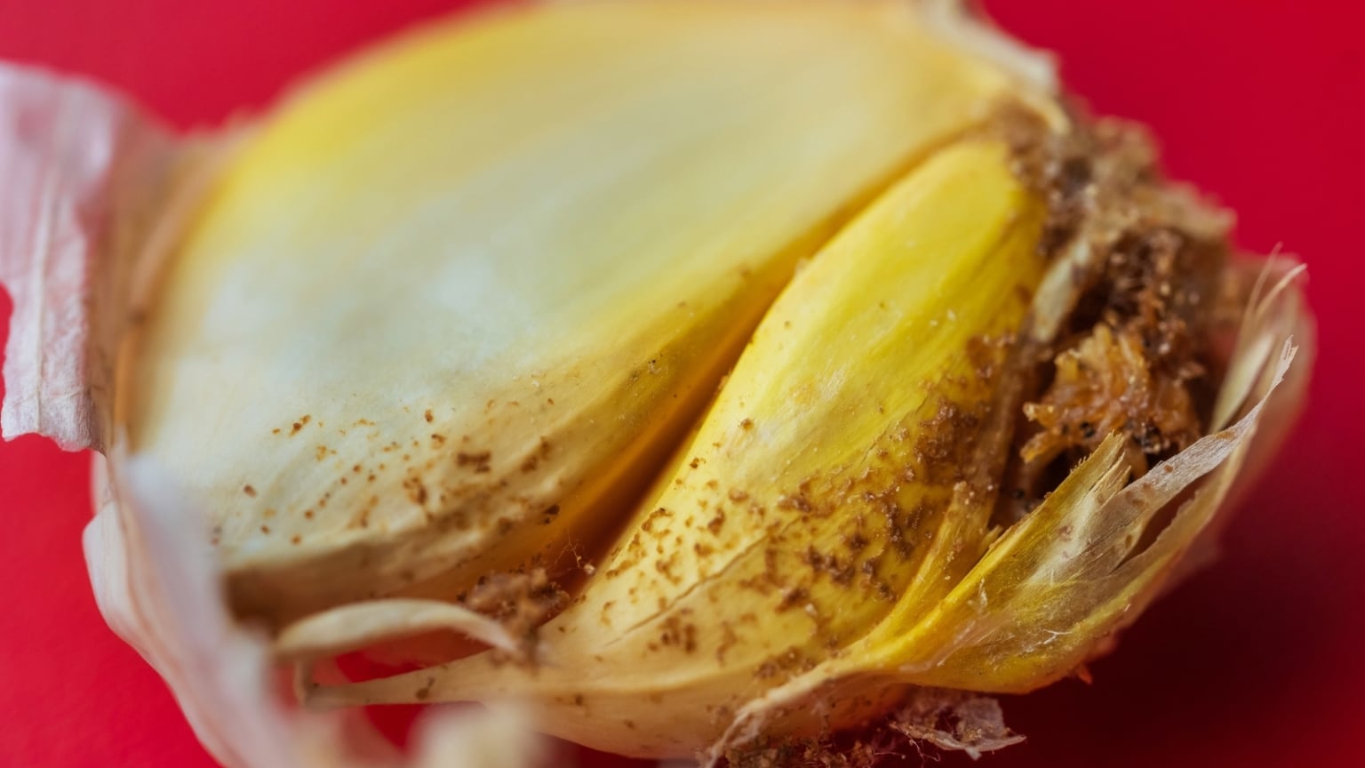 15 Garlic Growing Problems To Watch For