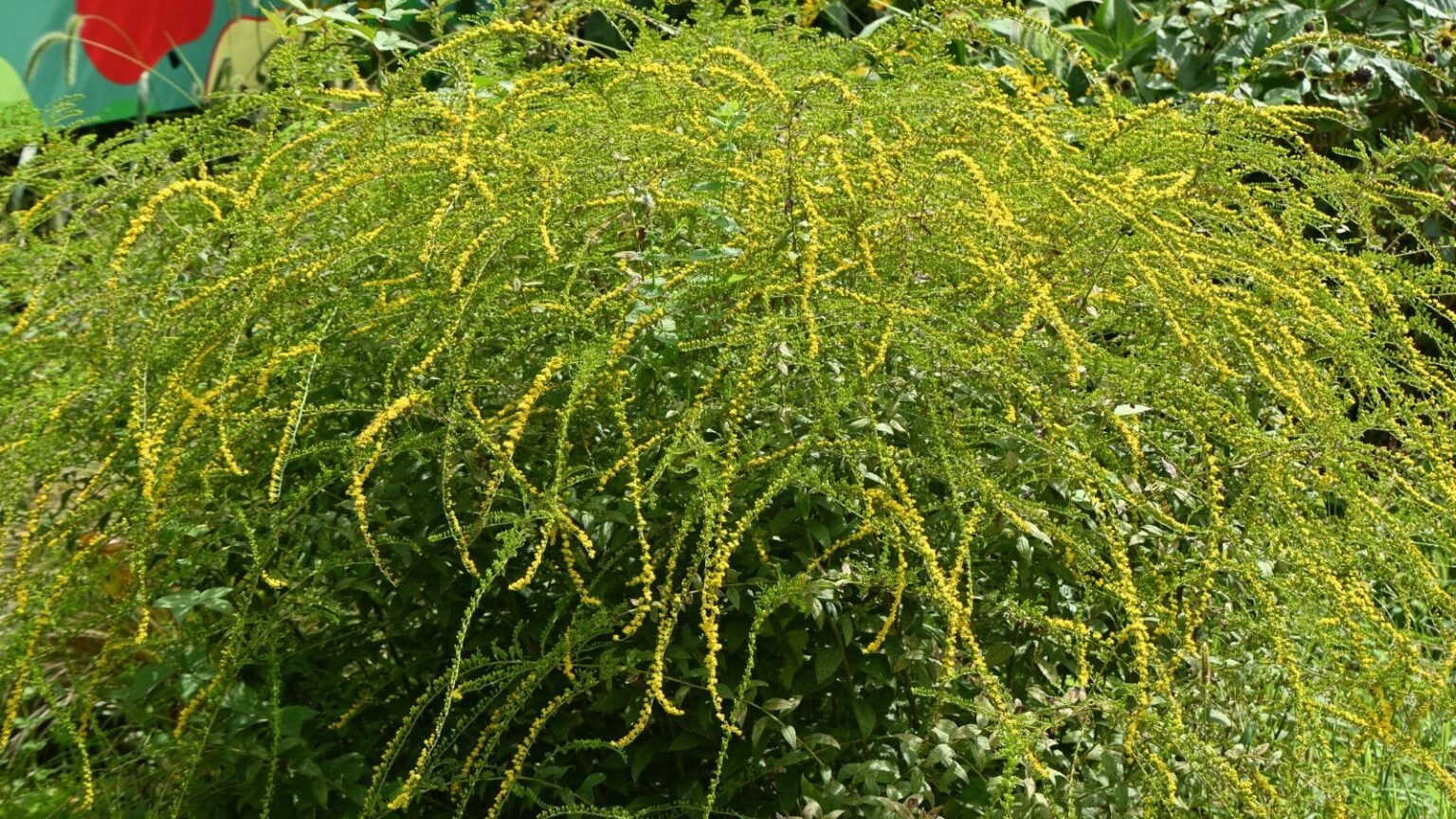 15 Plants That Provide Essential Nectar for Pollinators in Fall