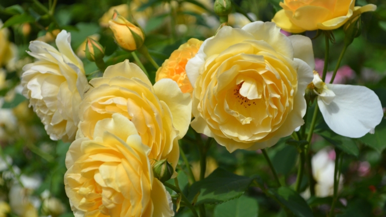 15 Most Popular Roses of All Time