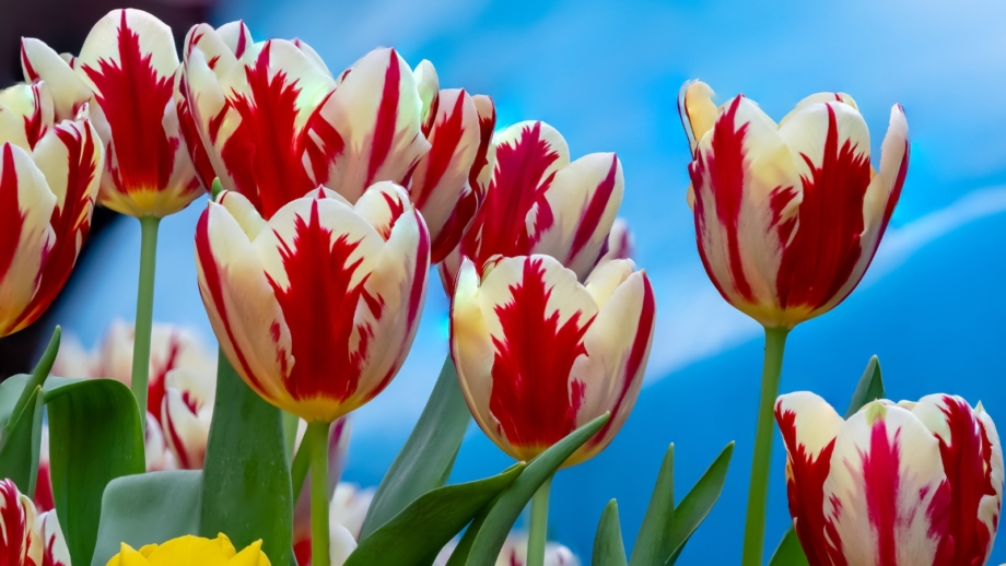 17 Showstopping Tulip Varieties to Plant Now