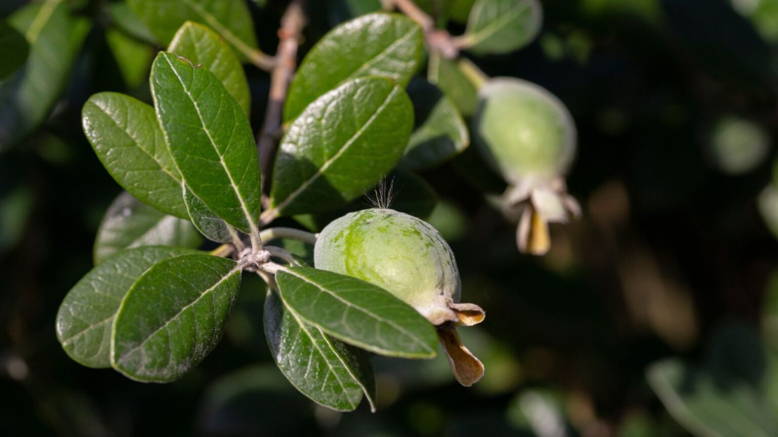 How to Plant, Grow, and Care for Pineapple Guava Tree