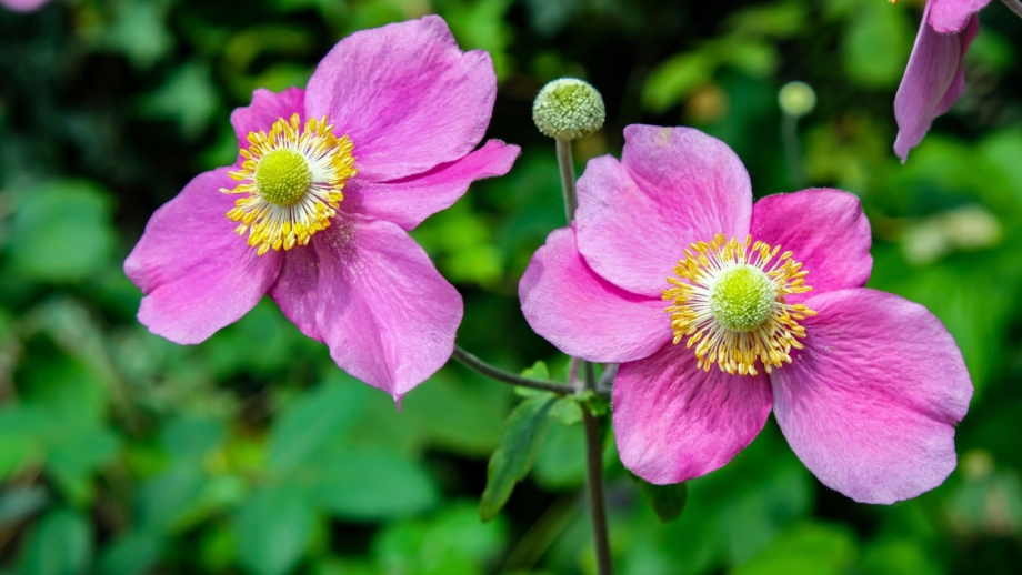 13 Anemone Varieties to Plant in October