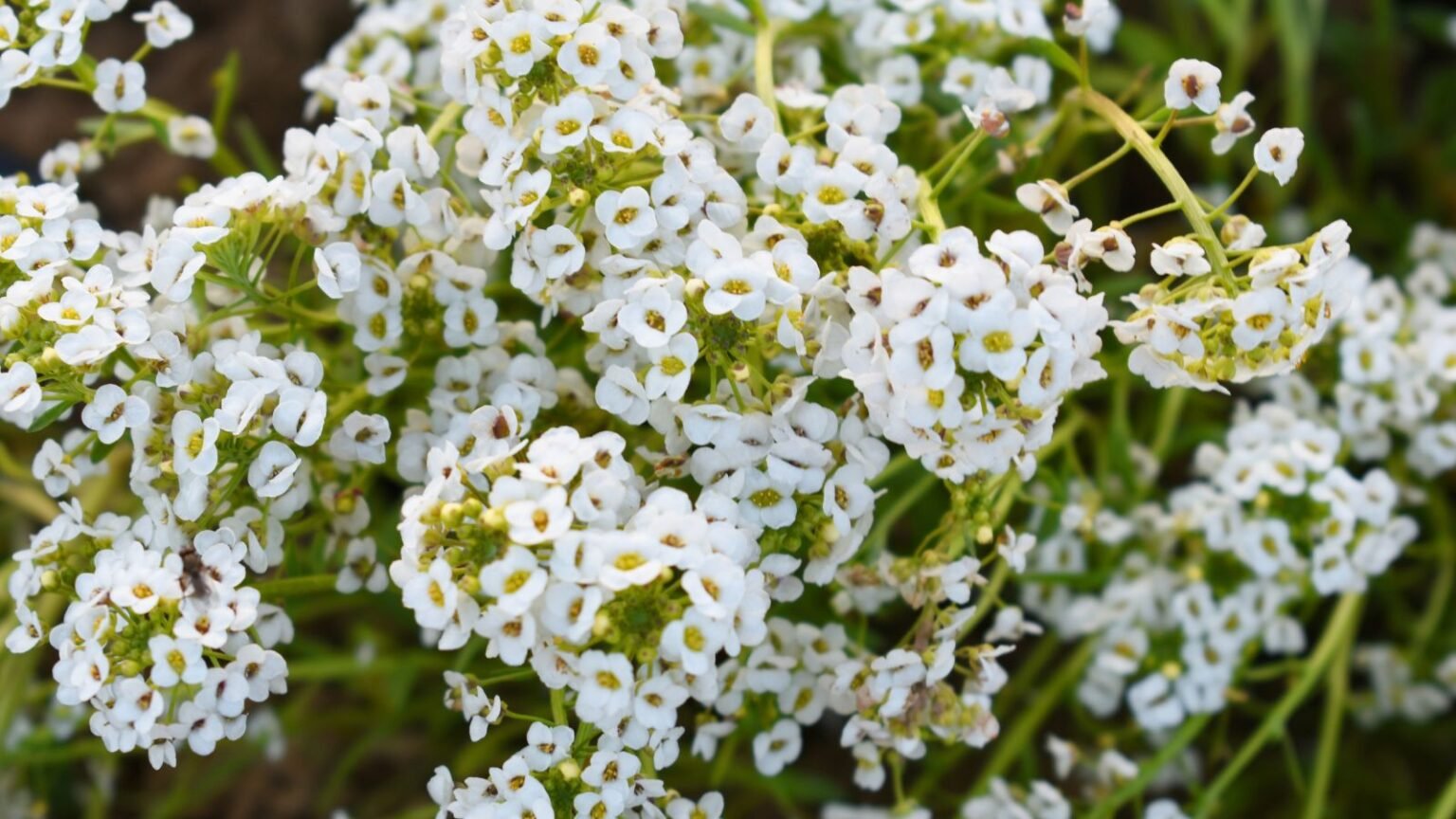 How to Plant, Grow, and Care for Alyssum