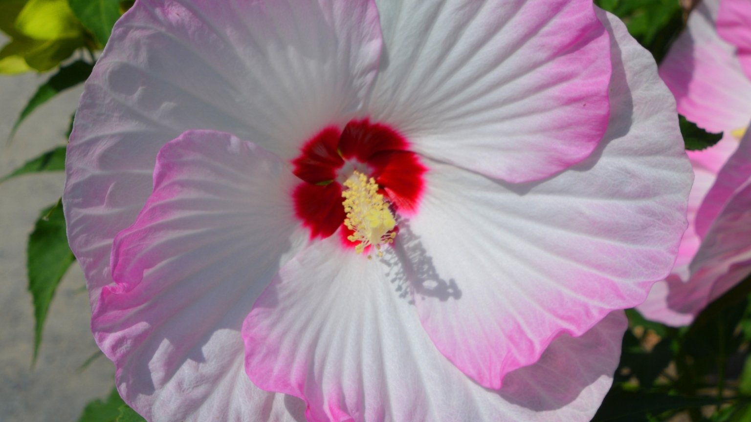 17 Beautiful Rose Mallow Varieties to Plant in September