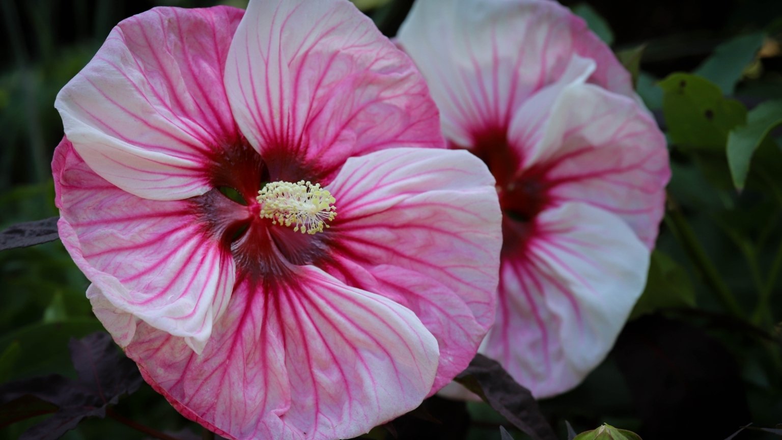 17 Beautiful Rose Mallow Varieties to Plant in September