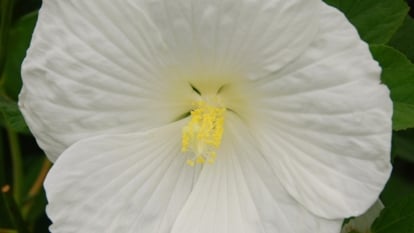 17 Beautiful Rose Mallow Varieties to Plant in September