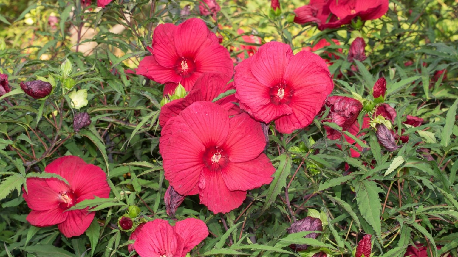 17 Beautiful Rose Mallow Varieties to Plant in September
