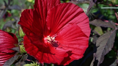 17 Beautiful Rose Mallow Varieties to Plant in September