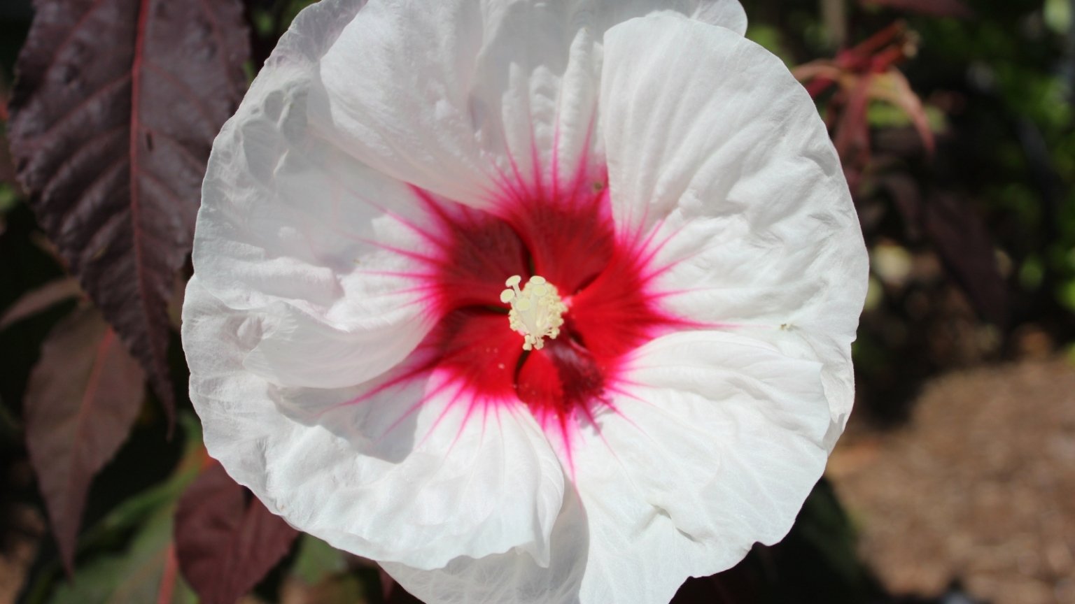 17 Beautiful Rose Mallow Varieties to Plant in September