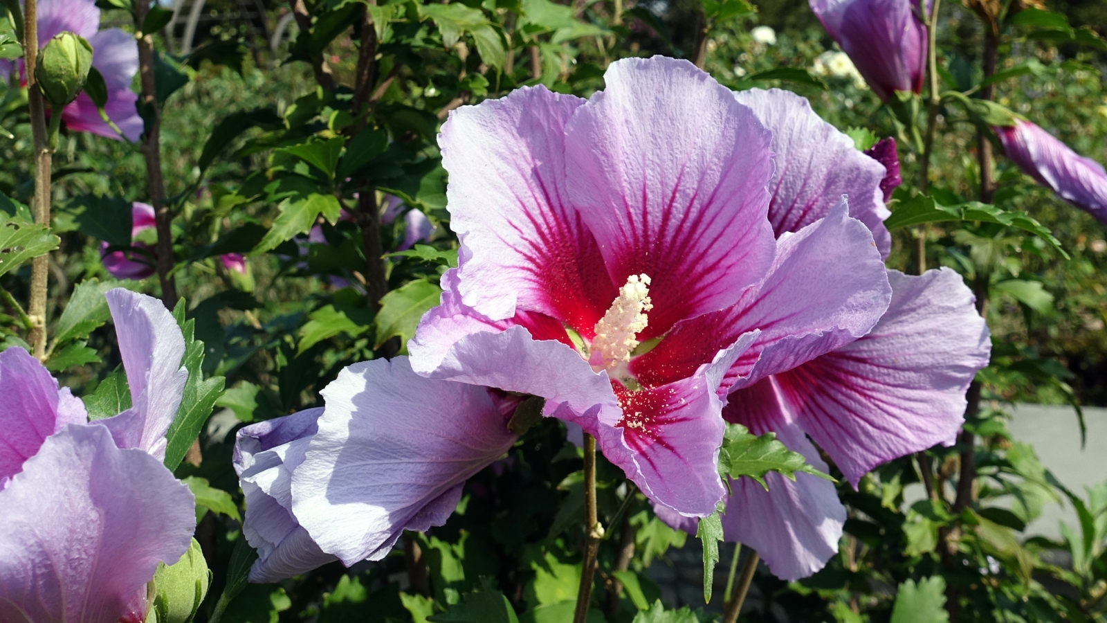 Indoor Hibiscus Care: 7 Tips for Healthy Plants in the Off-Season
