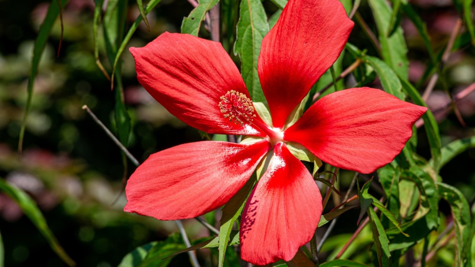 17 Beautiful Rose Mallow Varieties to Plant in September
