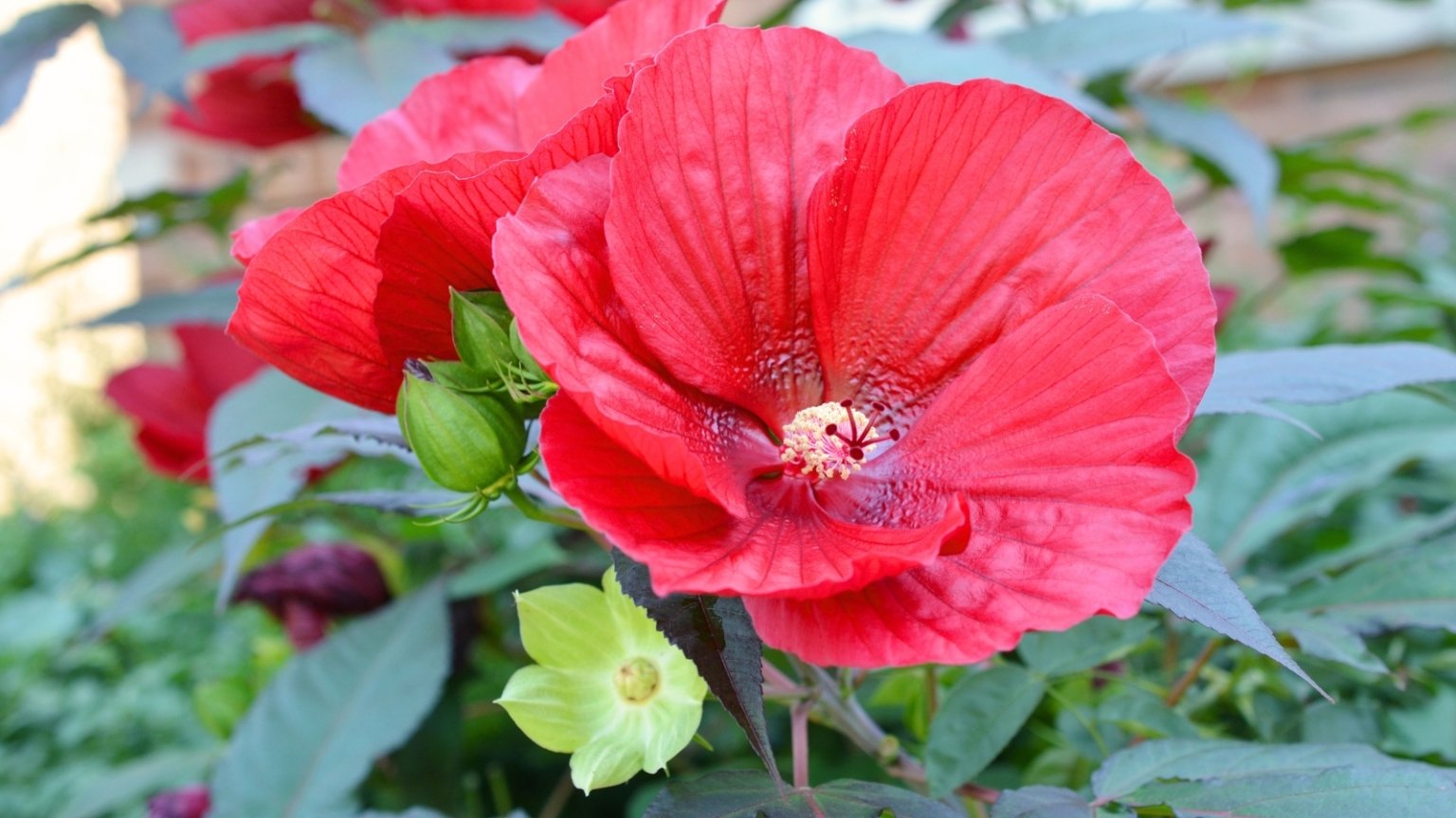 17 Beautiful Rose Mallow Varieties to Plant in September