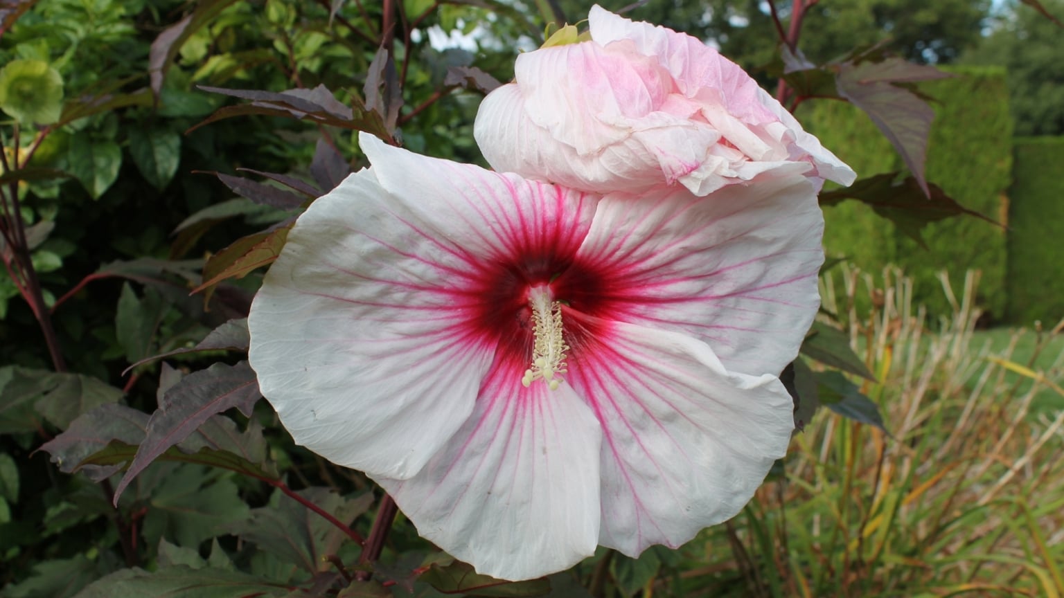 17 Beautiful Rose Mallow Varieties to Plant in September