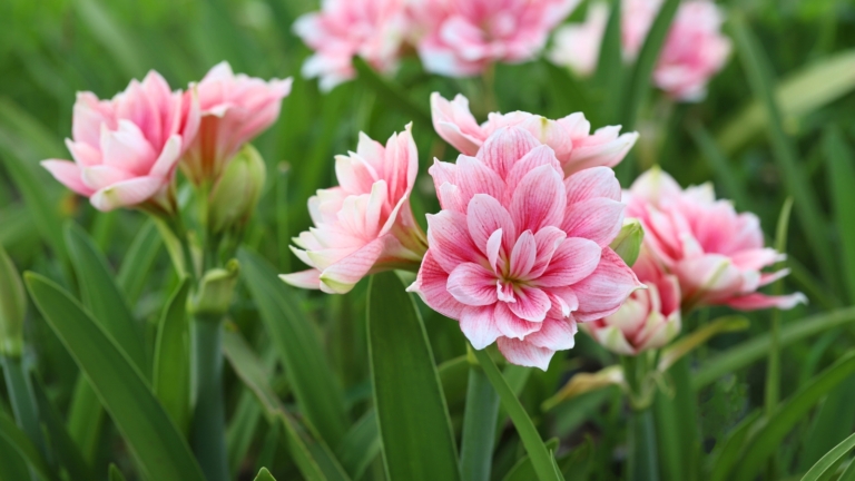 23 Unusual Flower Bulbs to Plant This Season