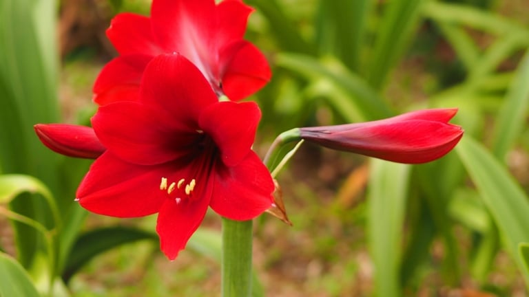 21 Longest-Flowering Bulbs to Plant This Season