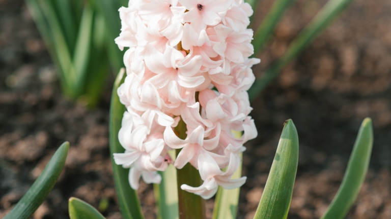 Plant These 15 Bulbs in October for a Beautiful Spring Garden