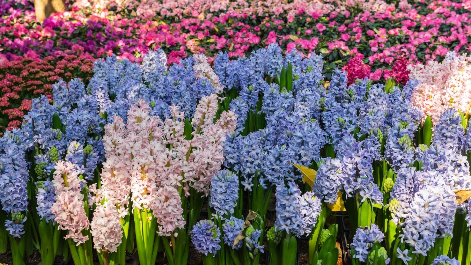 13 Bulb Pairings That Go Perfectly Together