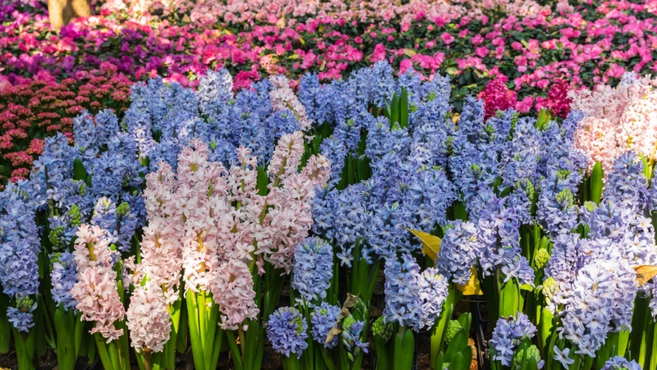 13 Bulb Pairings That Go Perfectly Together