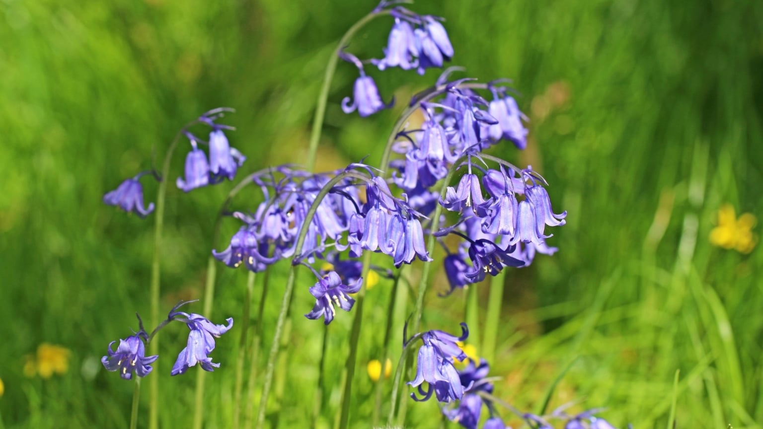 How to Plant, Grow, and Care For Bluebells