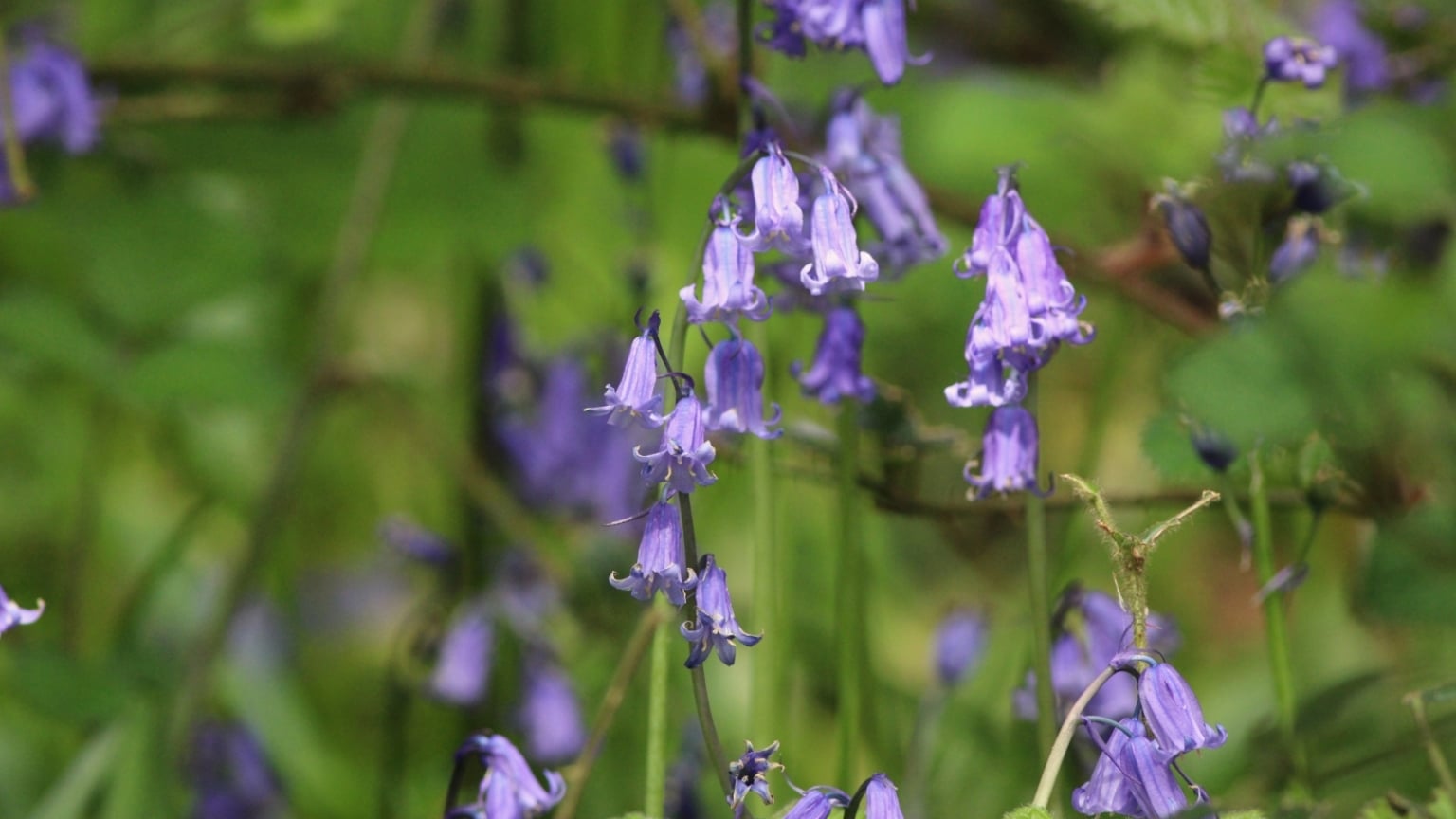 How to Plant, Grow, and Care For Bluebells