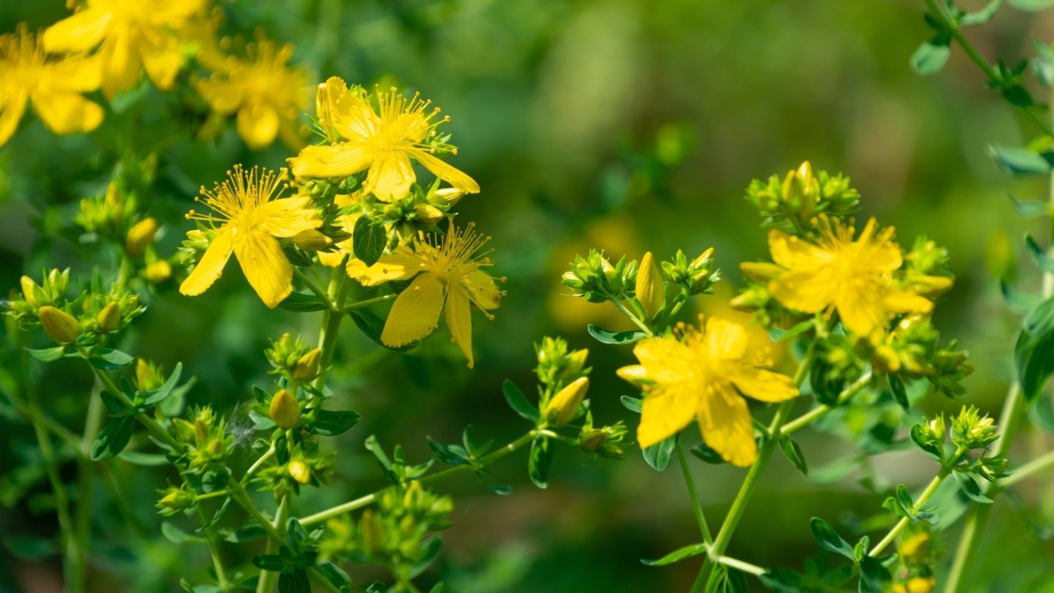 15 Native Evergreen Shrubs to Boost Your Landscape's Year-Round Appeal