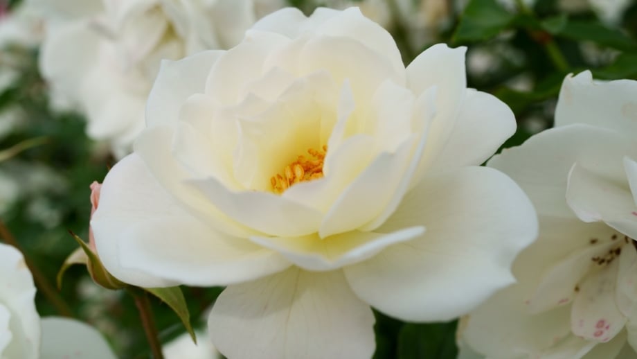15 Most Popular Roses of All Time