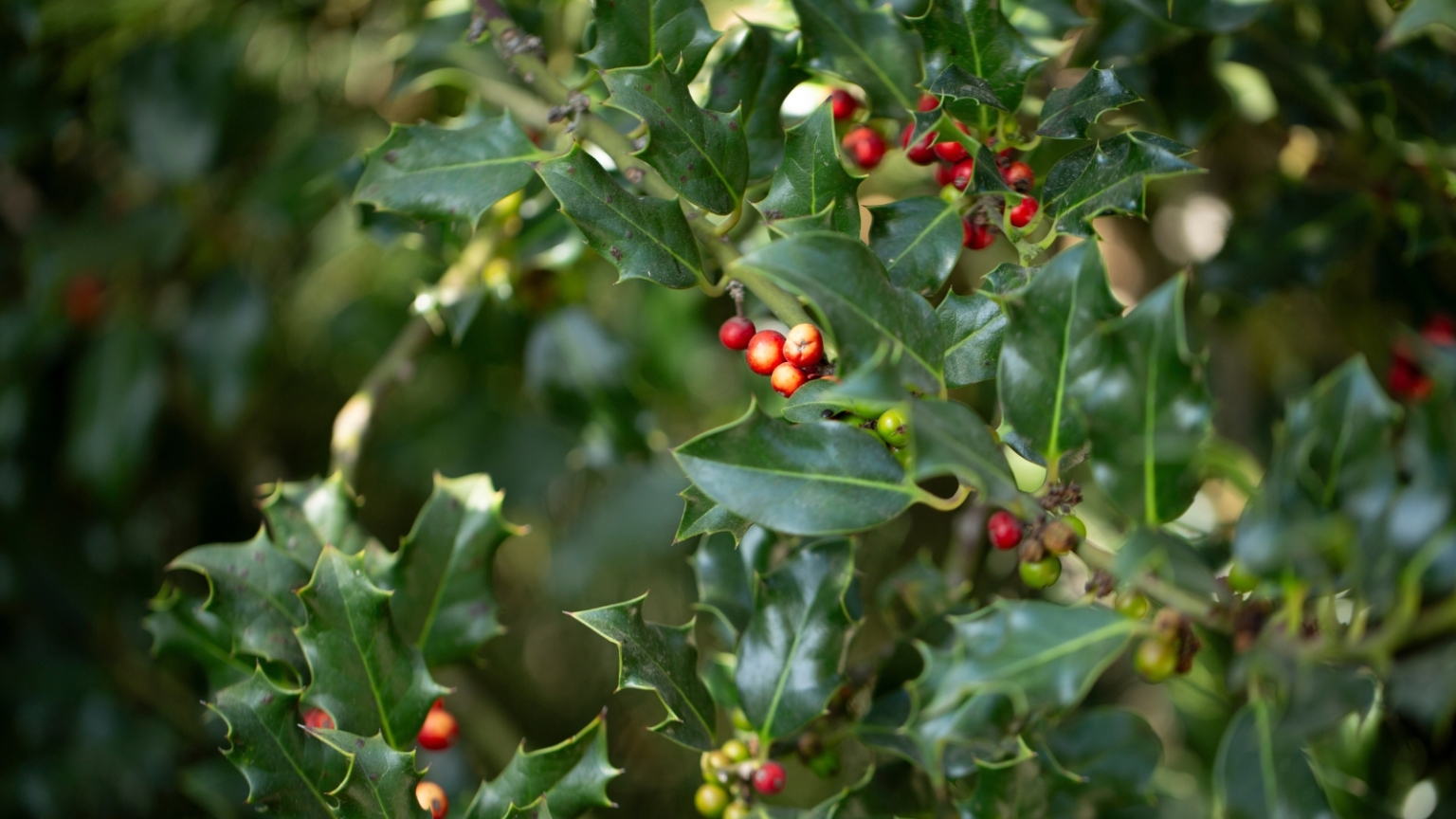 15 Trees to Plant in September