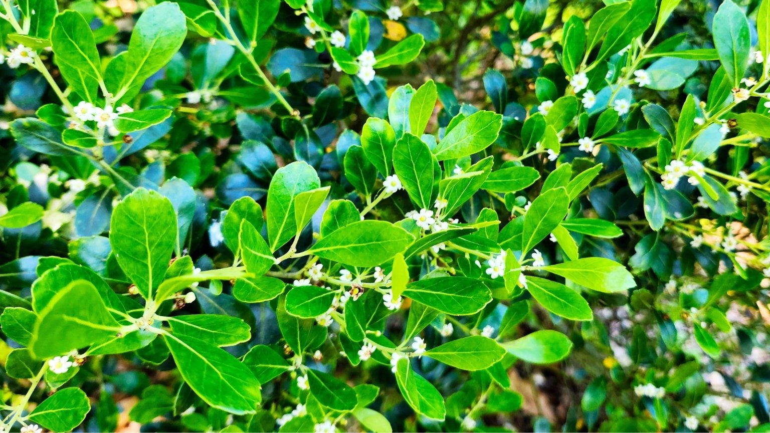 15 Native Evergreen Shrubs to Boost Your Landscape's Year-Round Appeal