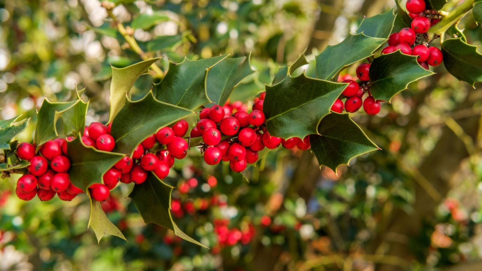 21 Ornamental Plants with Fall Berries