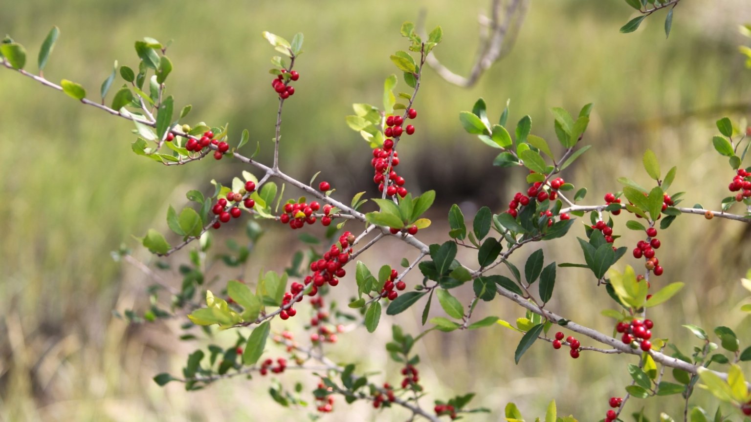 15 Native Evergreen Shrubs to Boost Your Landscape's Year-Round Appeal