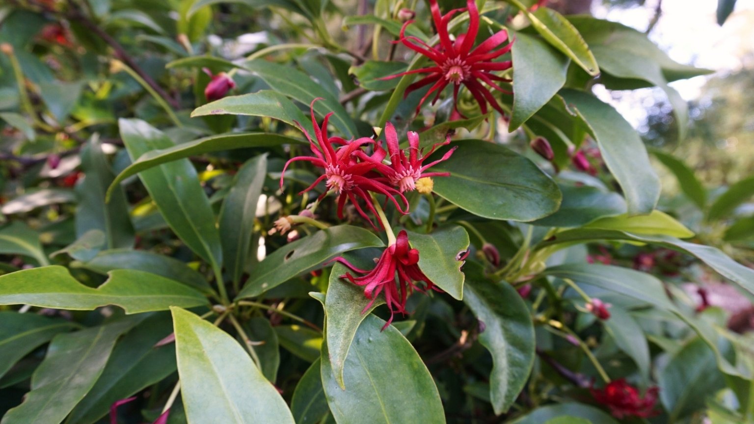 15 Native Evergreen Shrubs to Boost Your Landscape's Year-Round Appeal