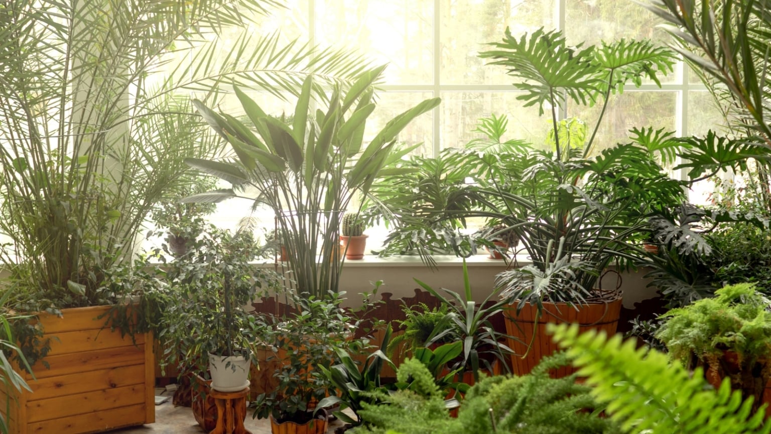 Biophilic Gardening: 11 Ways to Bring the Benefits of Nature to Your Space