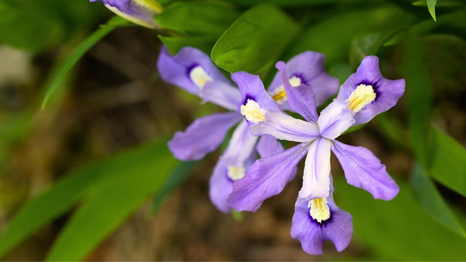 21 Native Wildflowers for Tennessee Gardens