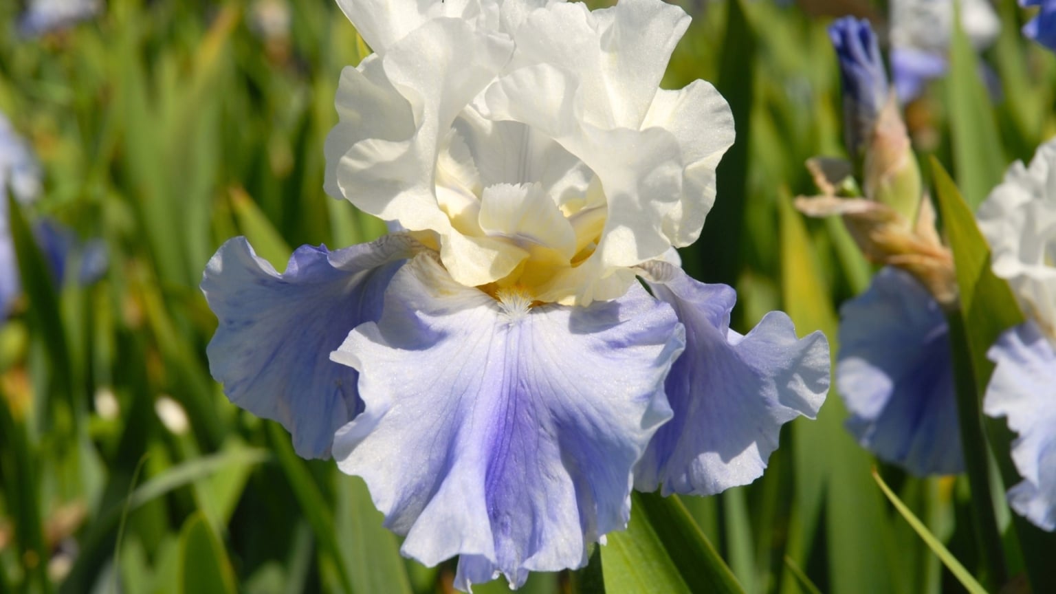 21 Longest-Flowering Bulbs to Plant This Season