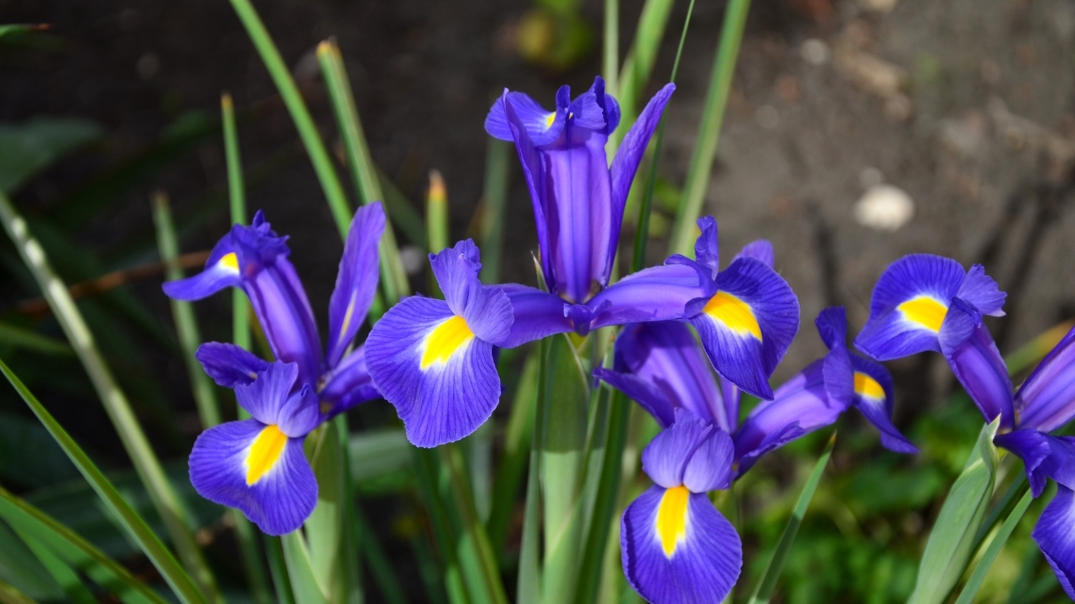 15 Hardy Perennial Bulbs You Can Plant Now