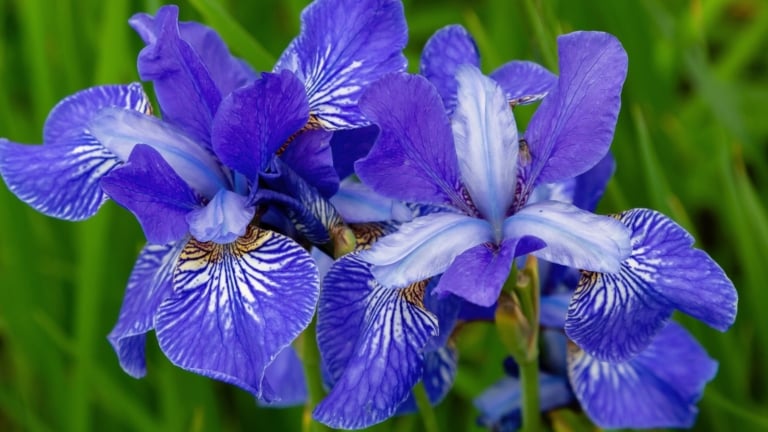 23 Unusual Flower Bulbs to Plant This Season