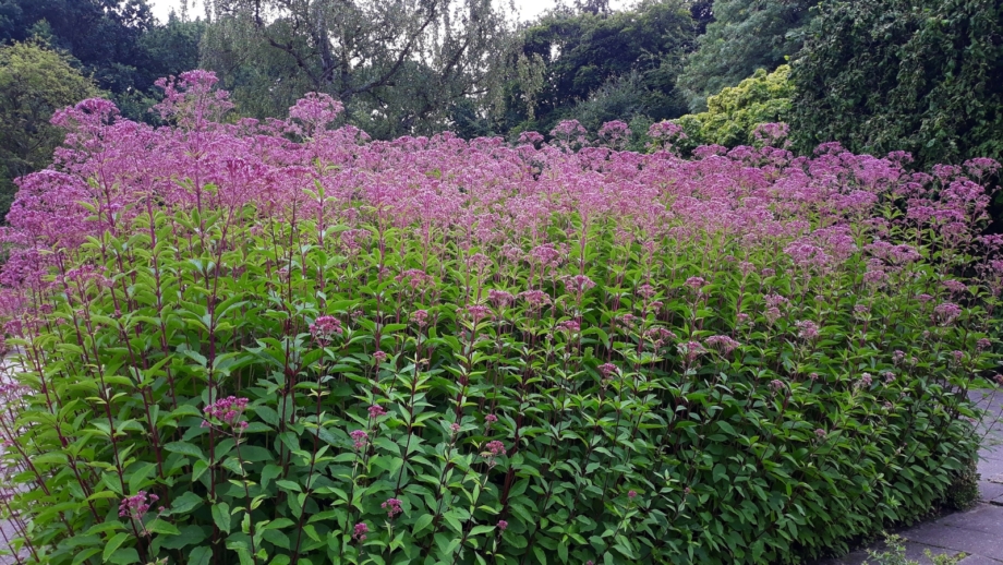 9 Drought-Tolerant Plant Combinations to Plant in September