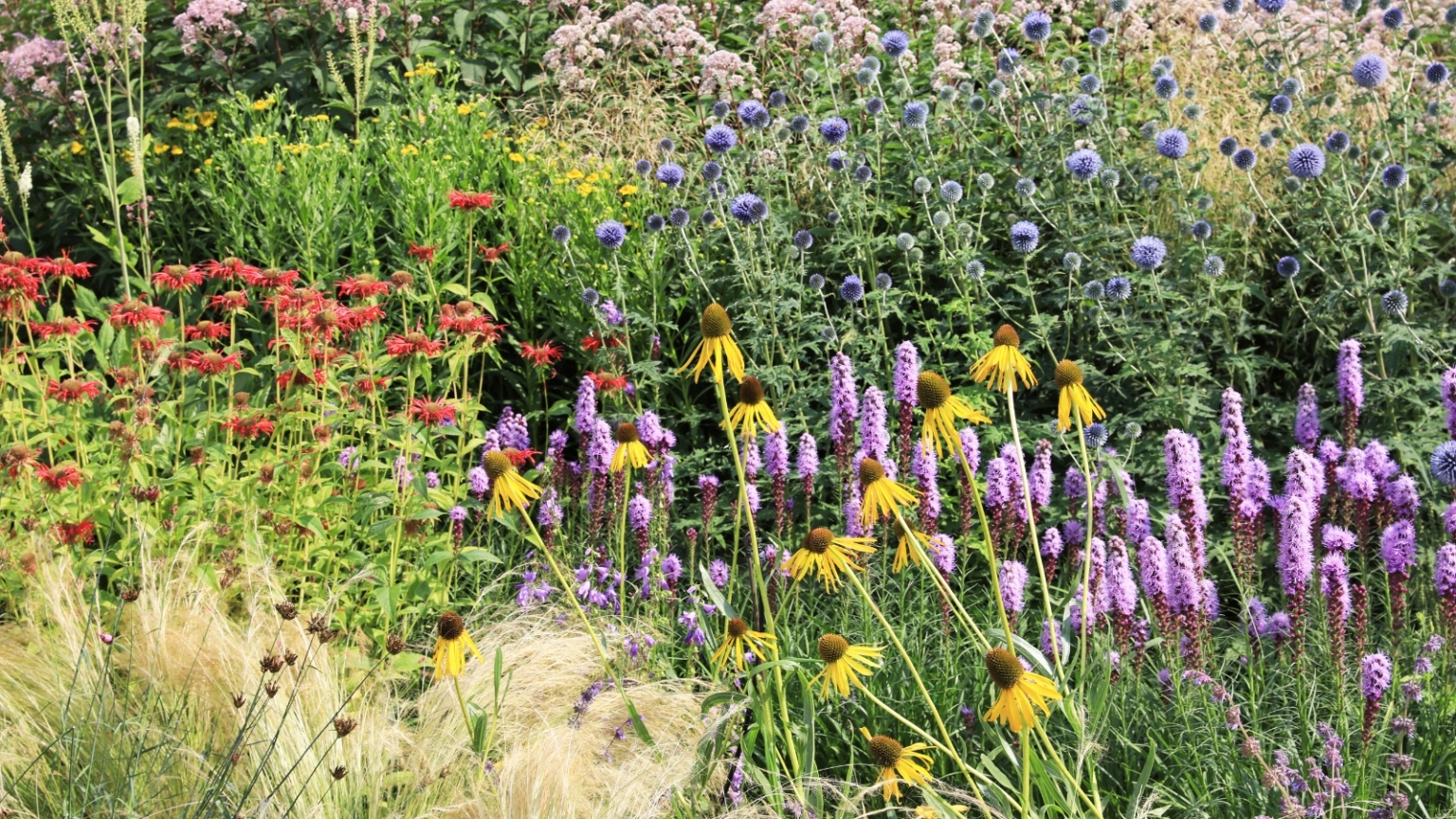 9 Drought-Tolerant Plant Combinations to Plant in September