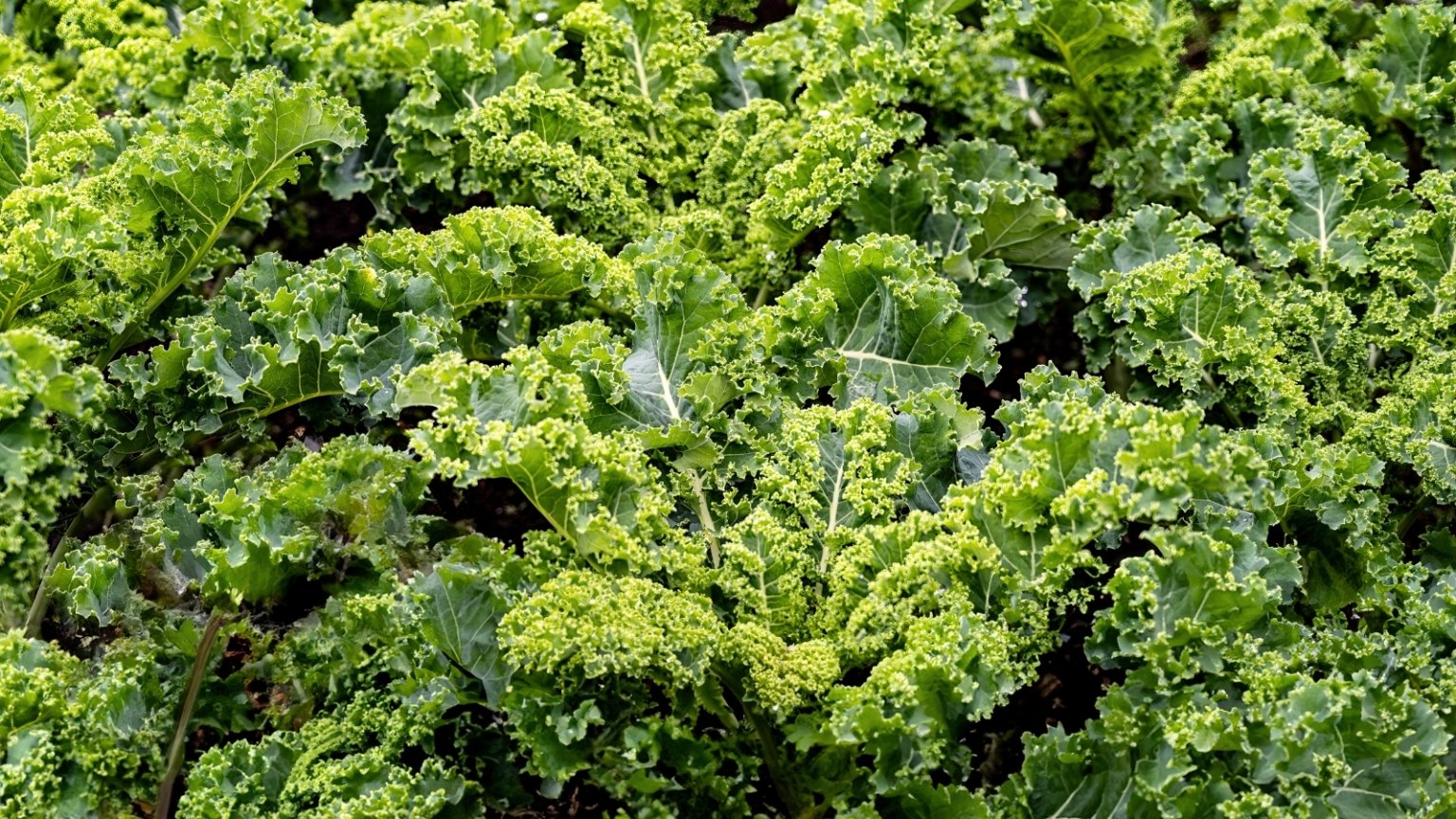 35 Healthy Edible Plants to Grow Indoors In Winter