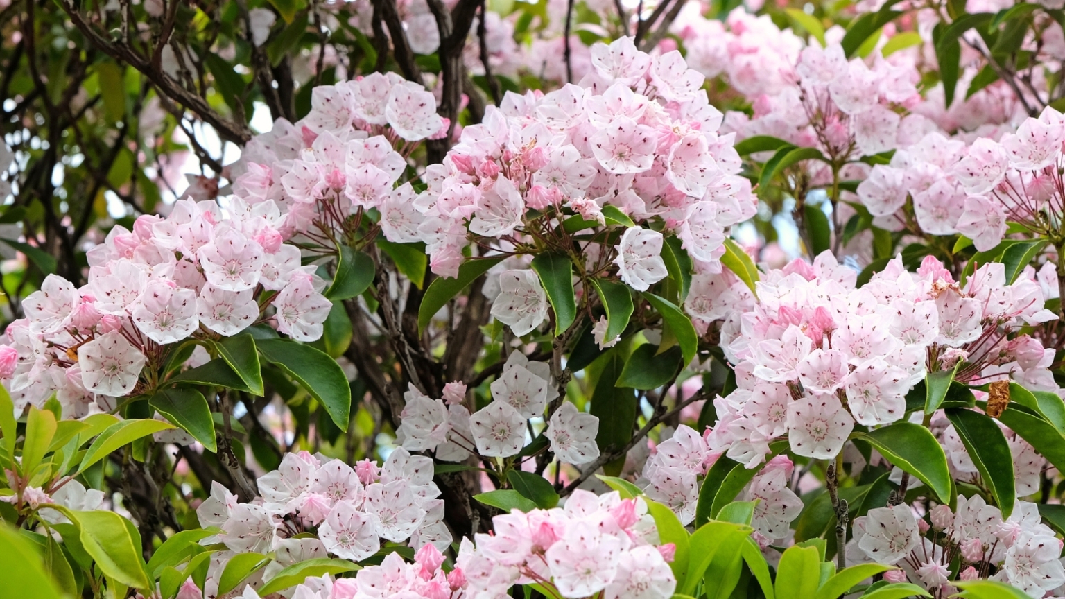 15 Native Evergreen Shrubs to Boost Your Landscape's Year-Round Appeal