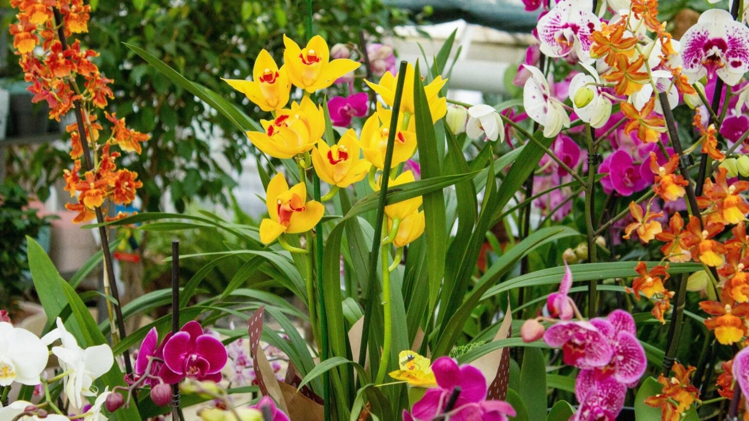 How Long do Orchids Live? 9 Tips for Increasing Orchid Lifespan