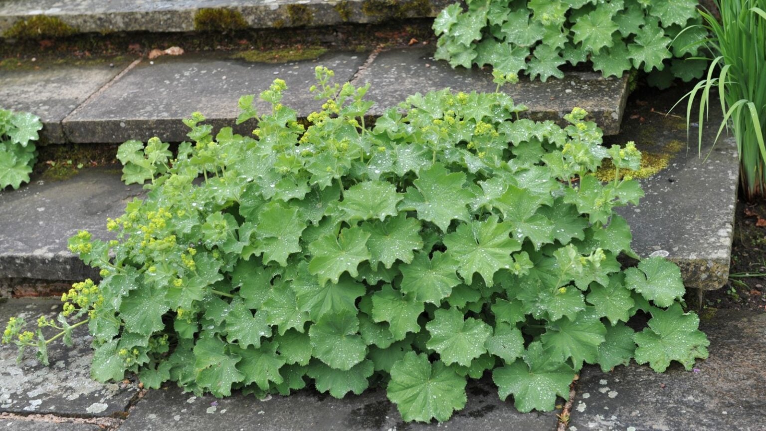 11 Hosta Alternatives For Your Shade Garden