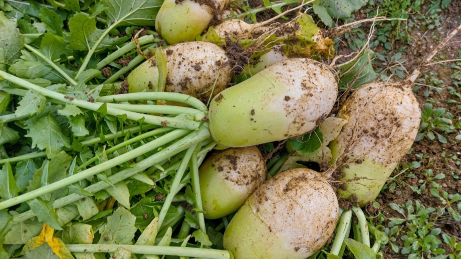 Fall vs. Spring Radishes: Recommended Varieties for Each Season