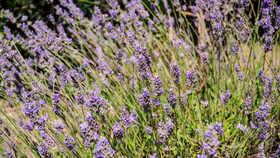 19 Herbs That Thrive in the Fall