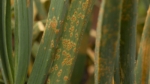 15 Garlic Growing Problems To Watch For