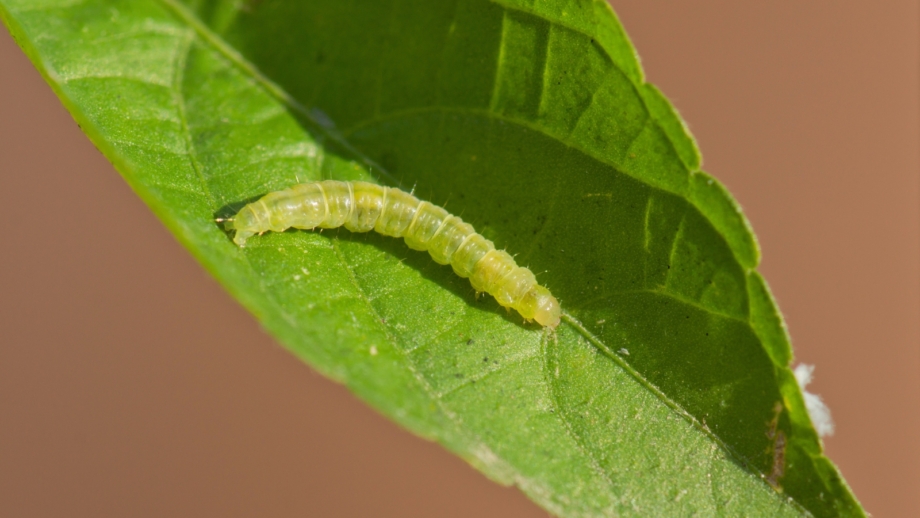 What's Eating My Apples? 13 Apple Tree Pests to Watch For