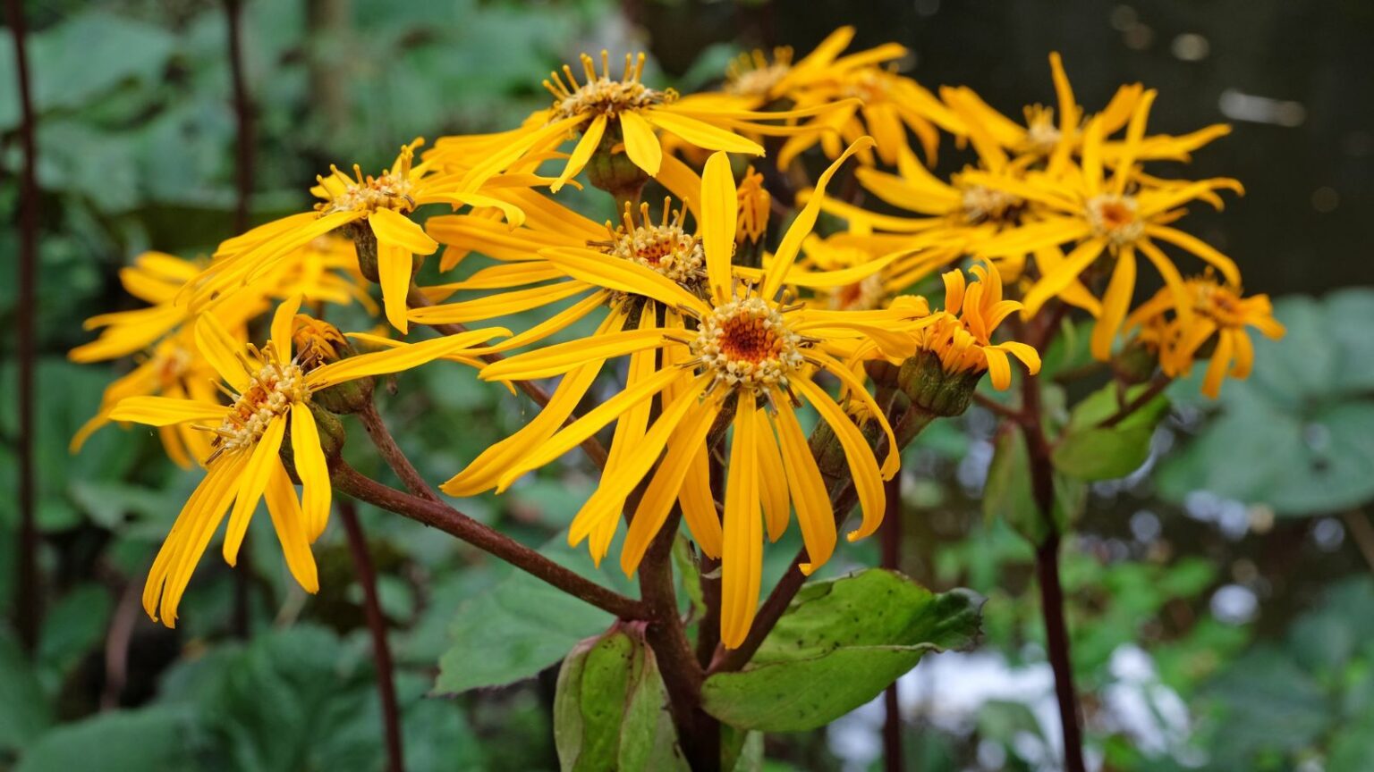 11 Hosta Alternatives For Your Shade Garden
